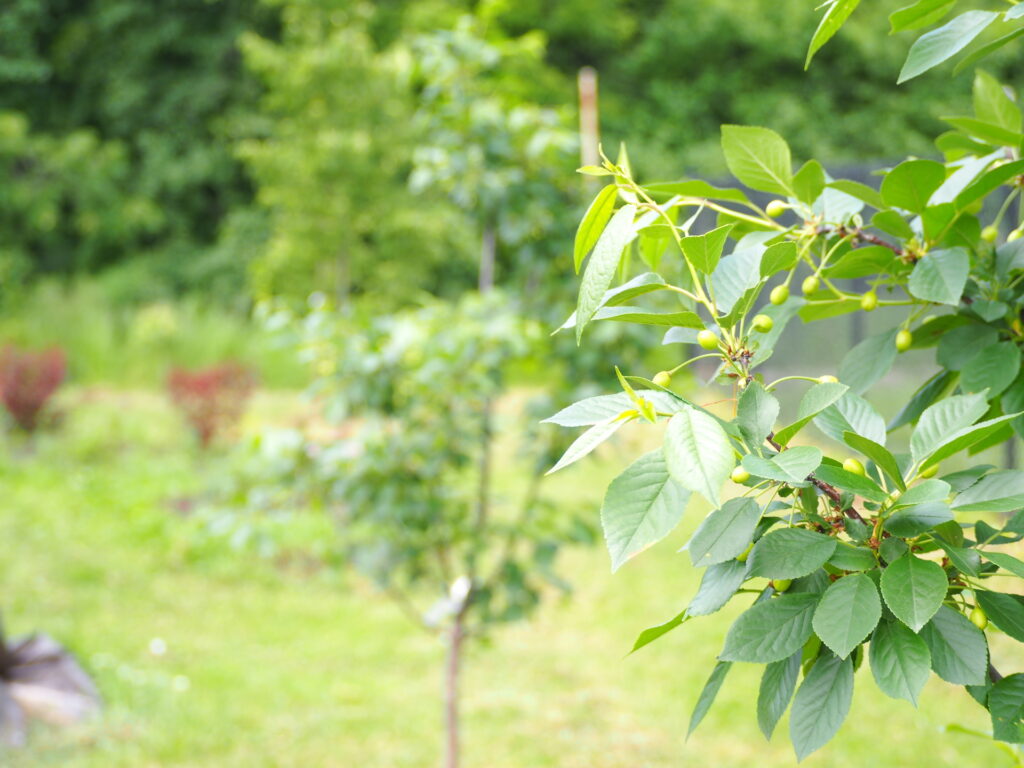 Sustainable Hawk Fund Program | Clean50