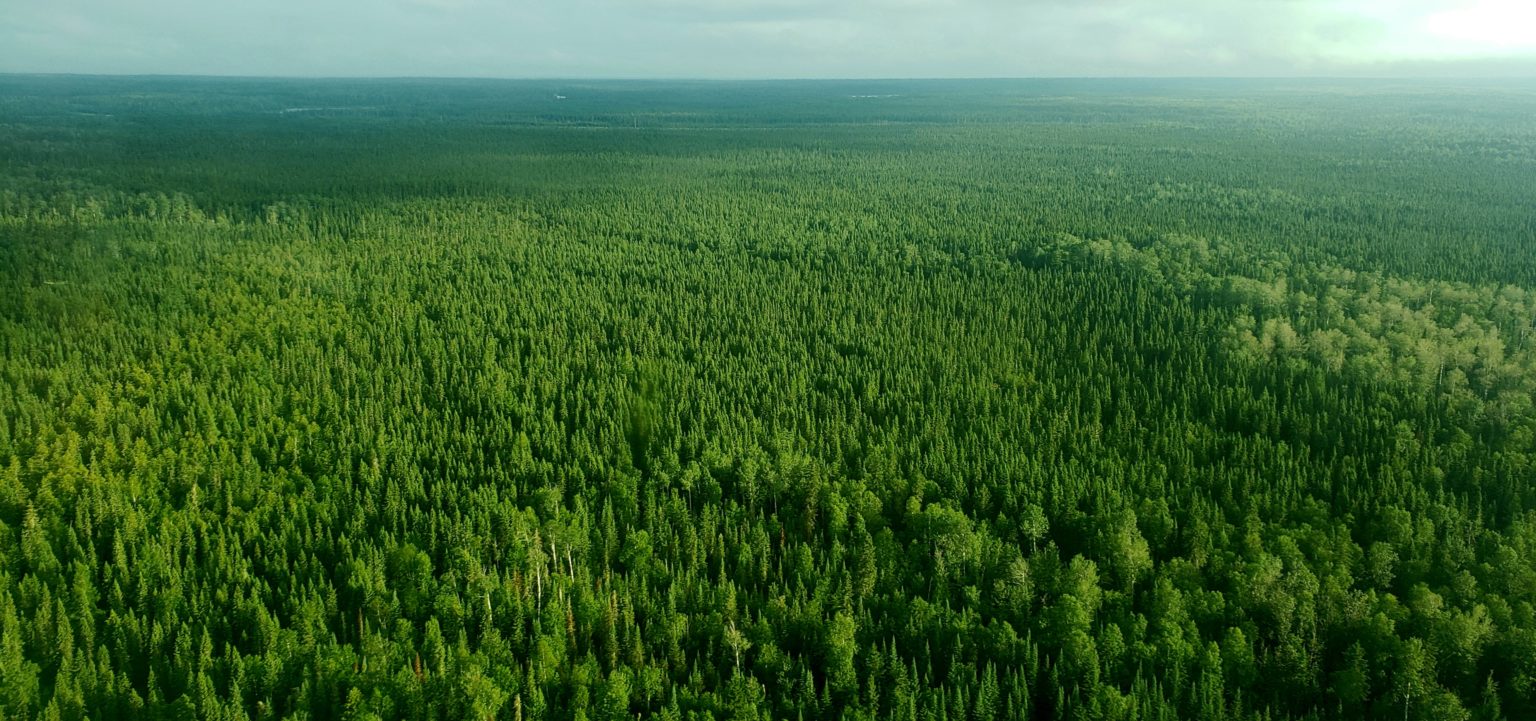 Protecting Boreal Wildlands | Clean50