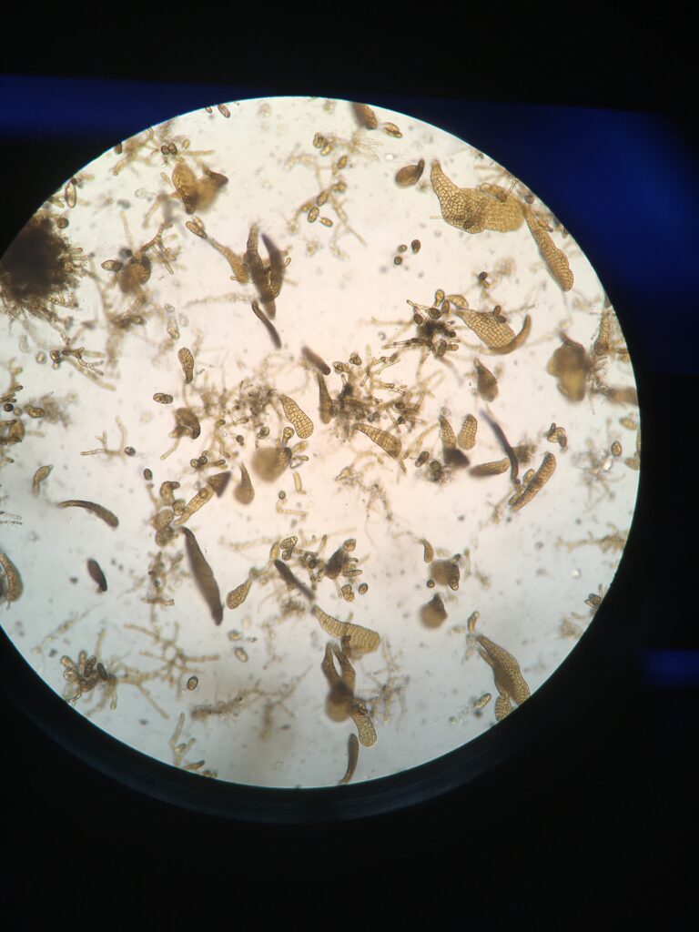 Ocean Wise and Canadian Kelp Resources Get Kelp From a Stone | Clean50