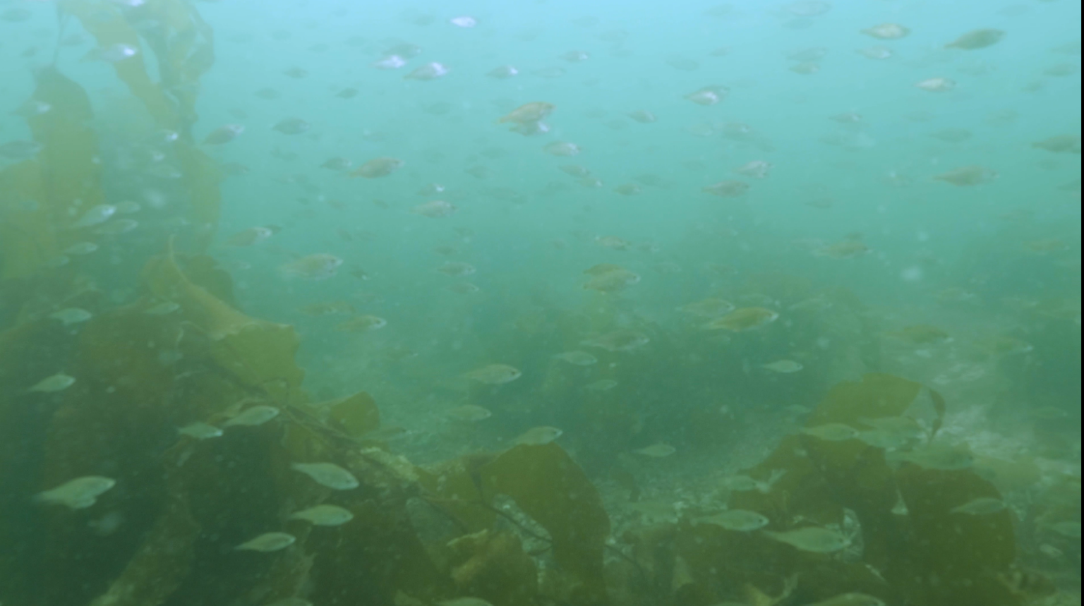 Ocean Wise and Canadian Kelp Resources Get Kelp From a Stone | Clean50