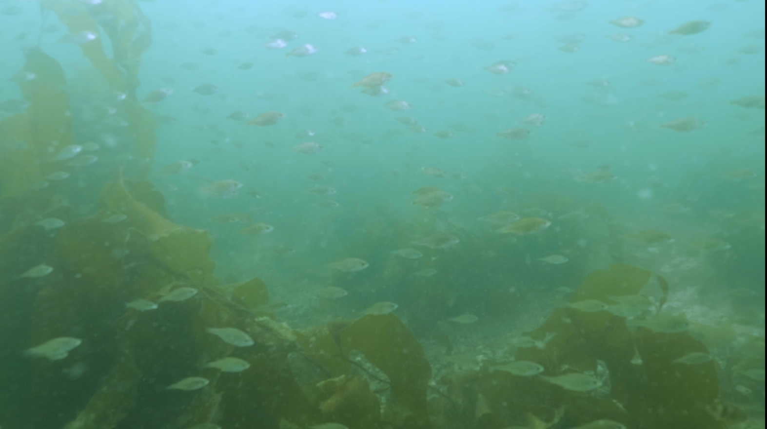 Ocean Wise and Canadian Kelp Resources Get Kelp From a Stone | Clean50