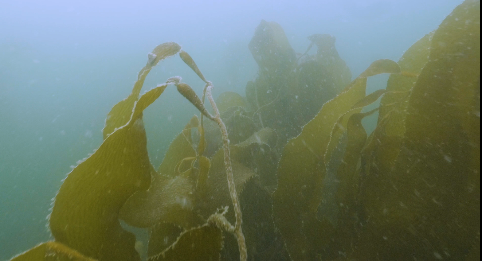 Ocean Wise and Canadian Kelp Resources Get Kelp From a Stone | Clean50
