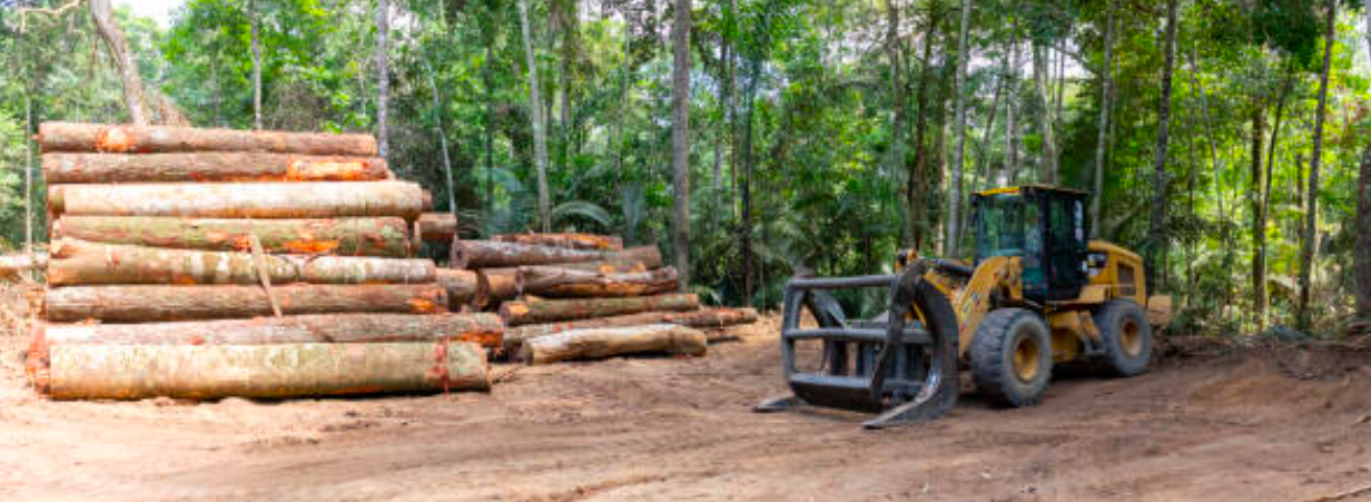 Policy Reform in Canada for Increasing Salvaging Logs from ...