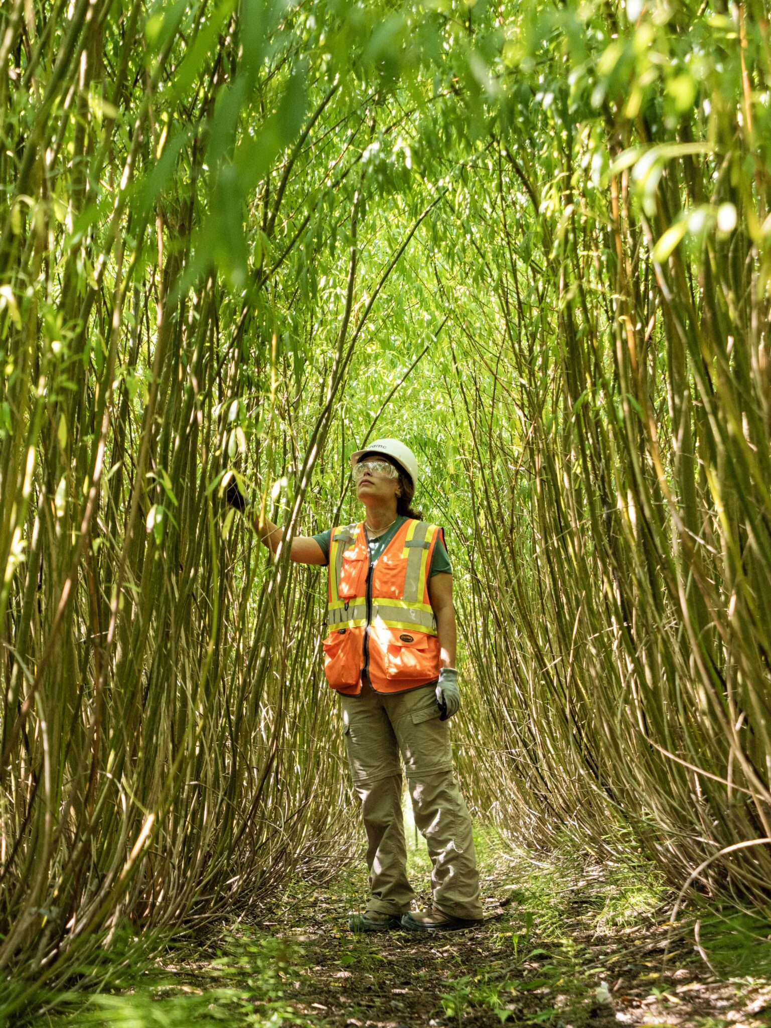 Willow-Powered Nature Solution | Clean50