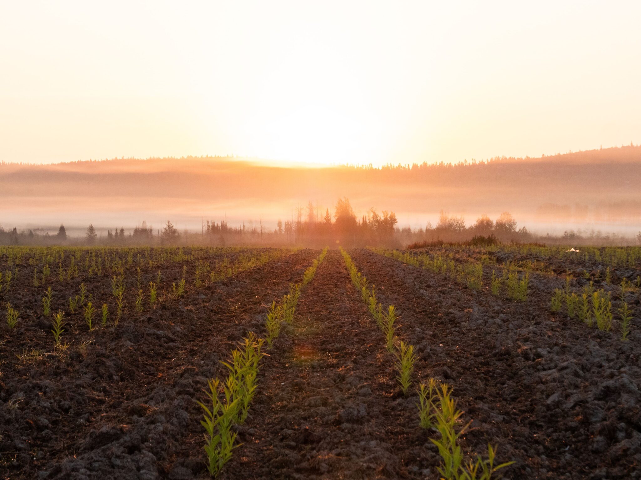 Willow-Powered Nature Solution | Clean50