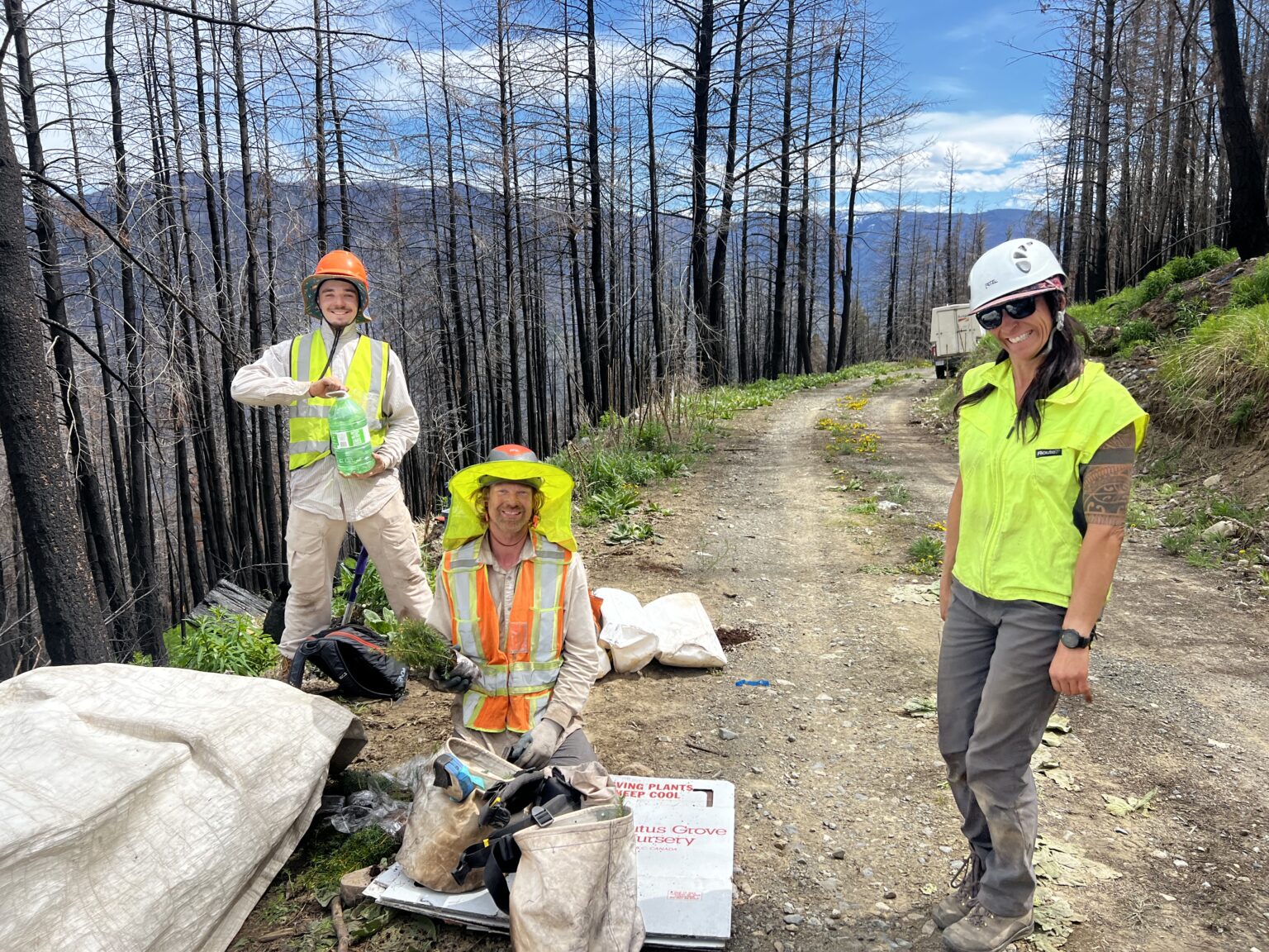 Ashnola Watershed Wildfire Reforestation | Clean50