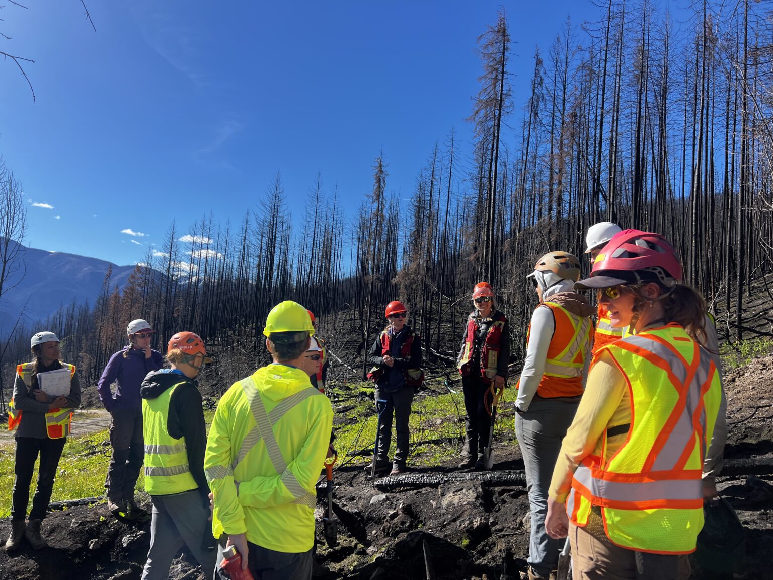 Ashnola Watershed Wildfire Reforestation | Clean50