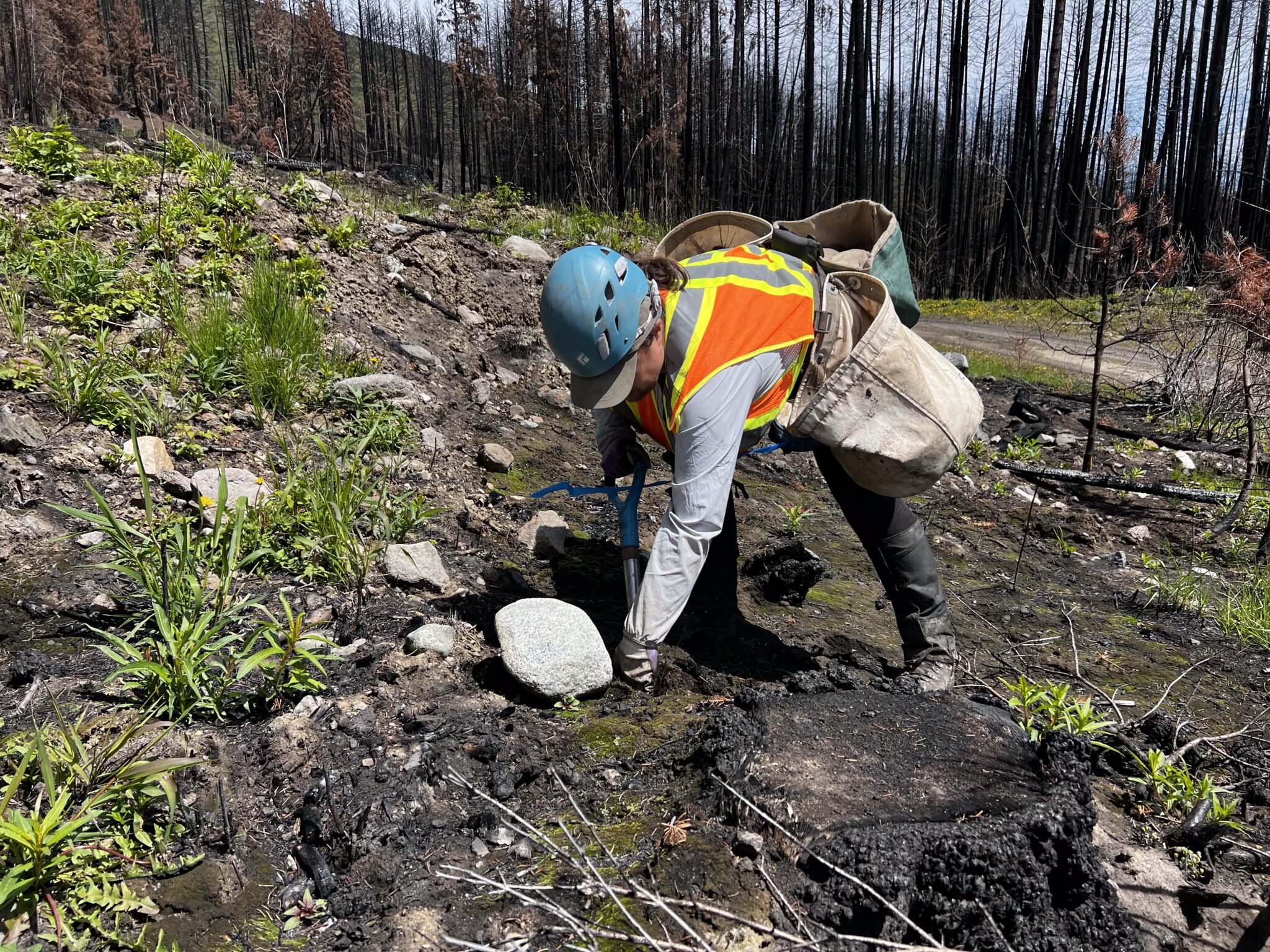 Ashnola Watershed Wildfire Reforestation | Clean50