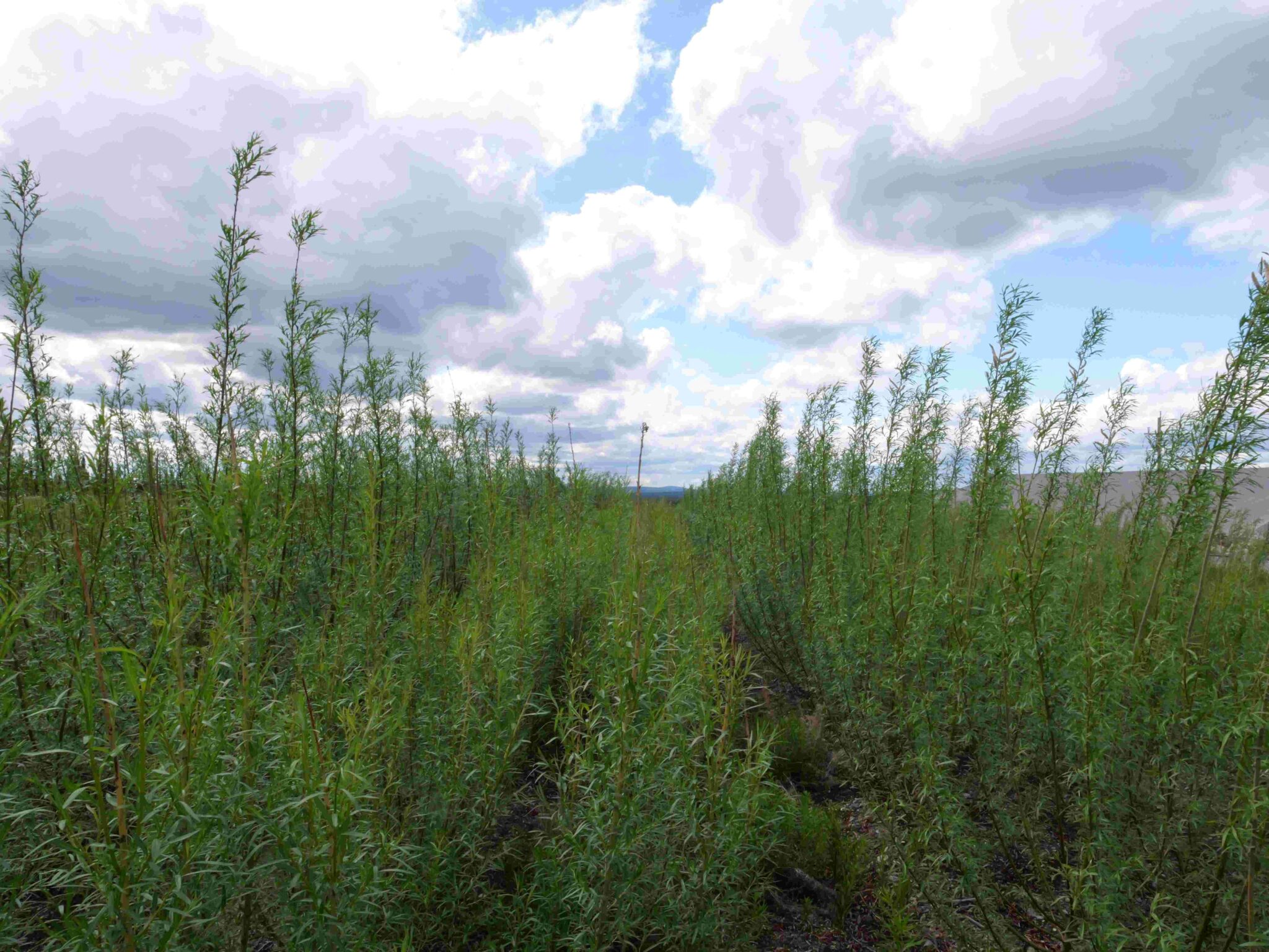 Willow-Powered Nature Solution | Clean50