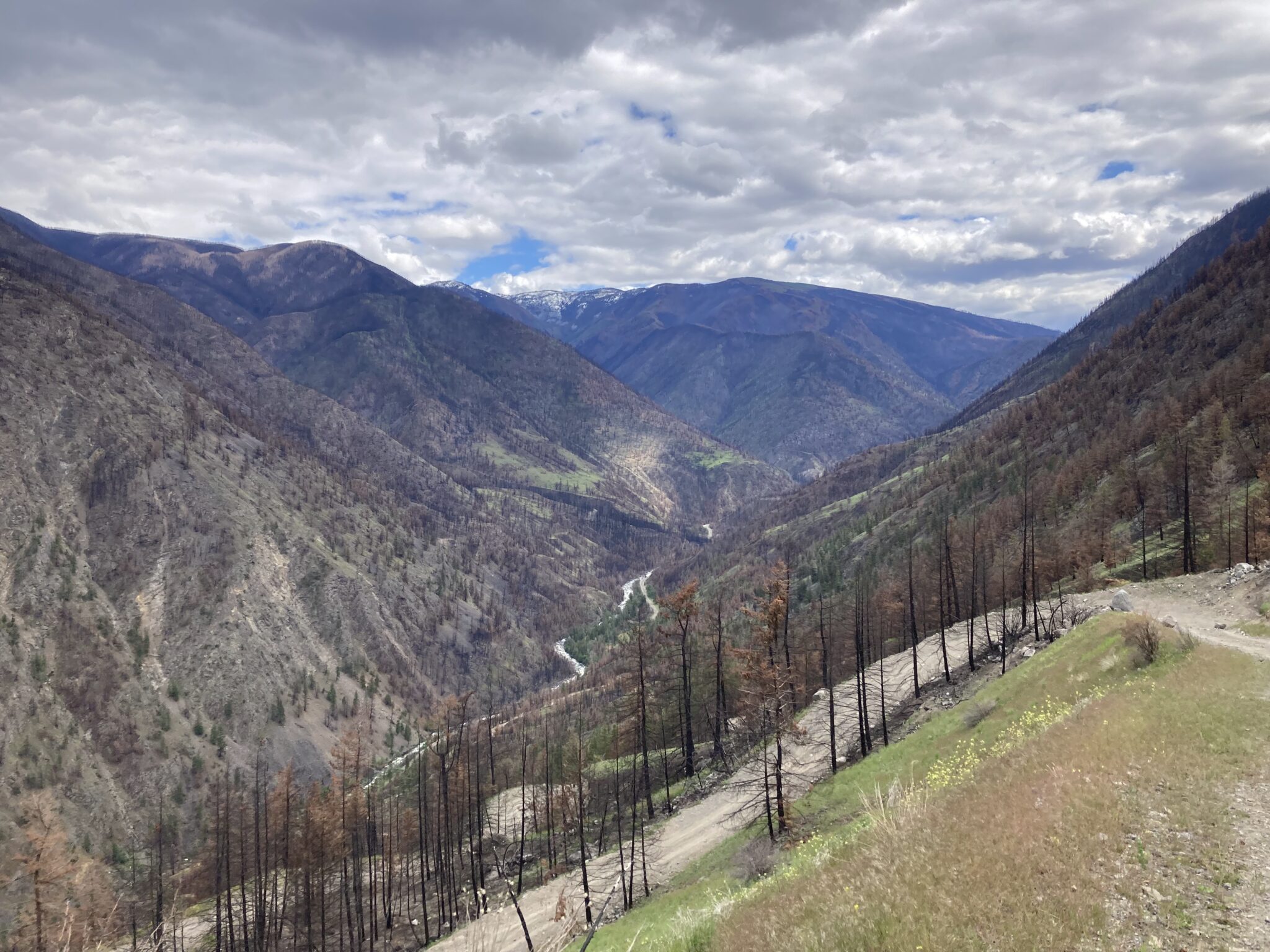 Ashnola Watershed Wildfire Reforestation | Clean50