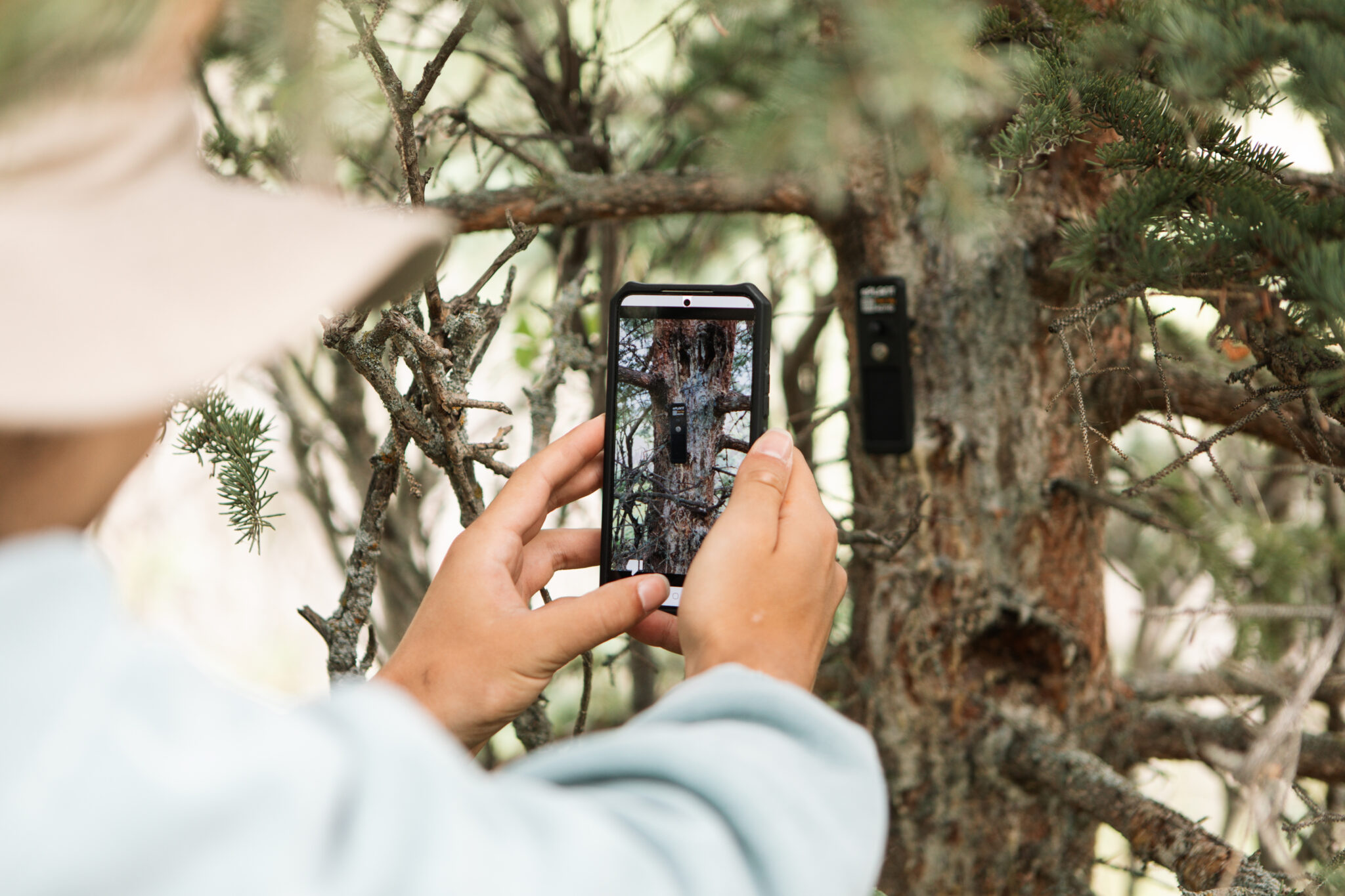 Smart Forest Reforestation | Clean50