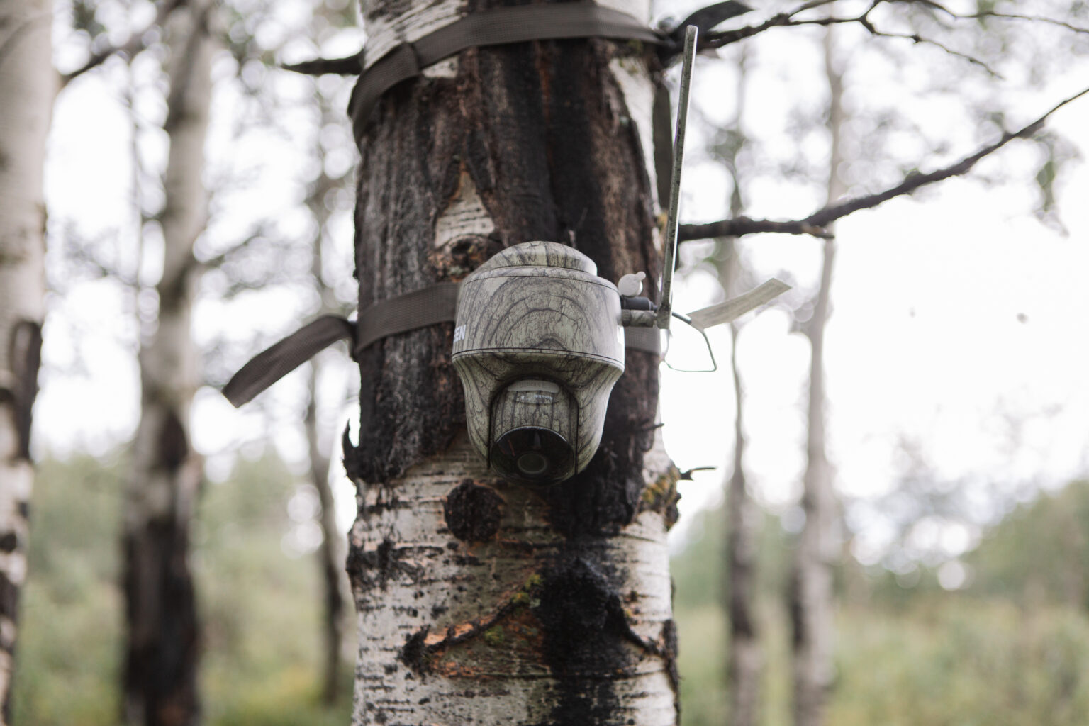Smart Forest Reforestation | Clean50